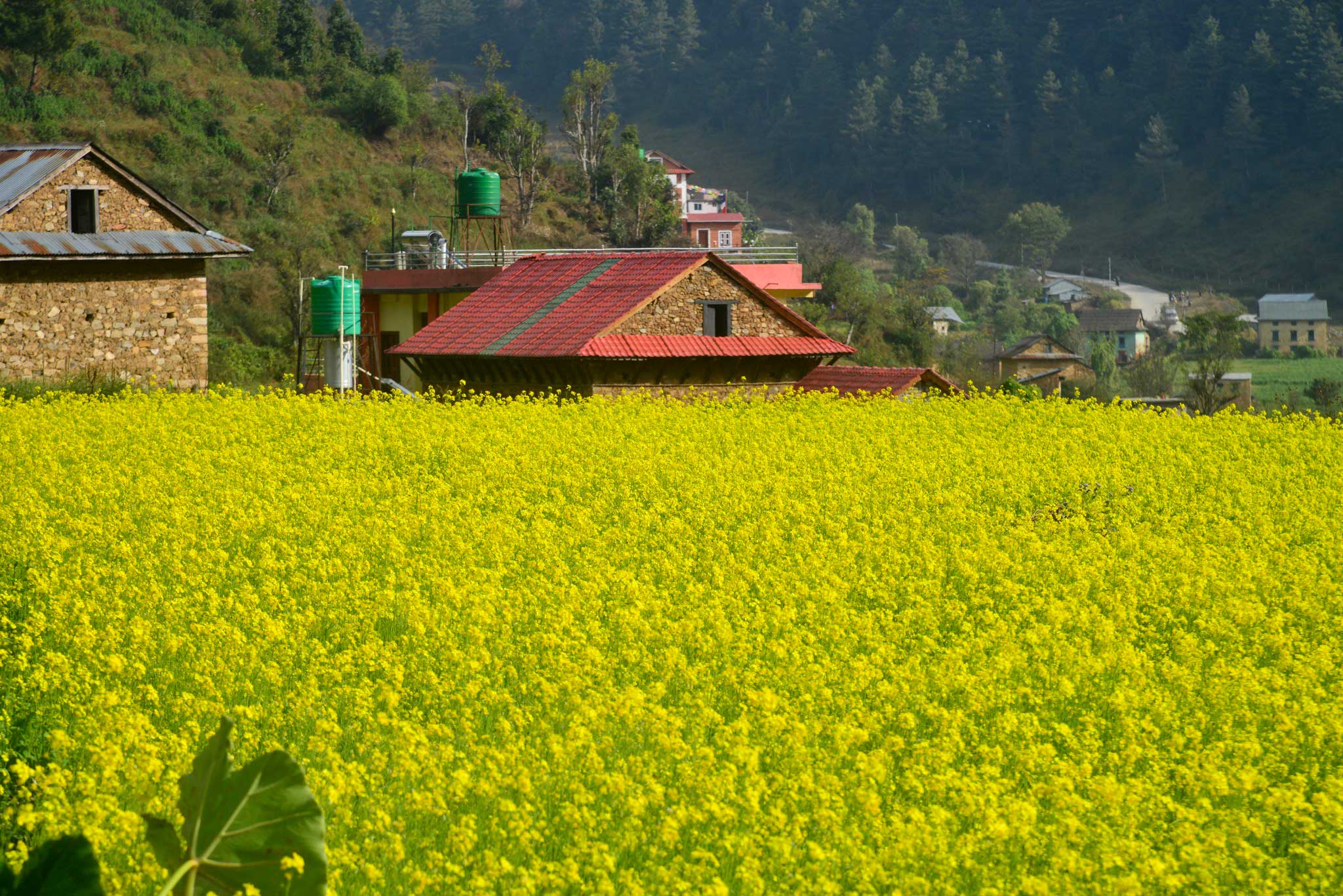 Aama Integrated Farmstay, Chitlang